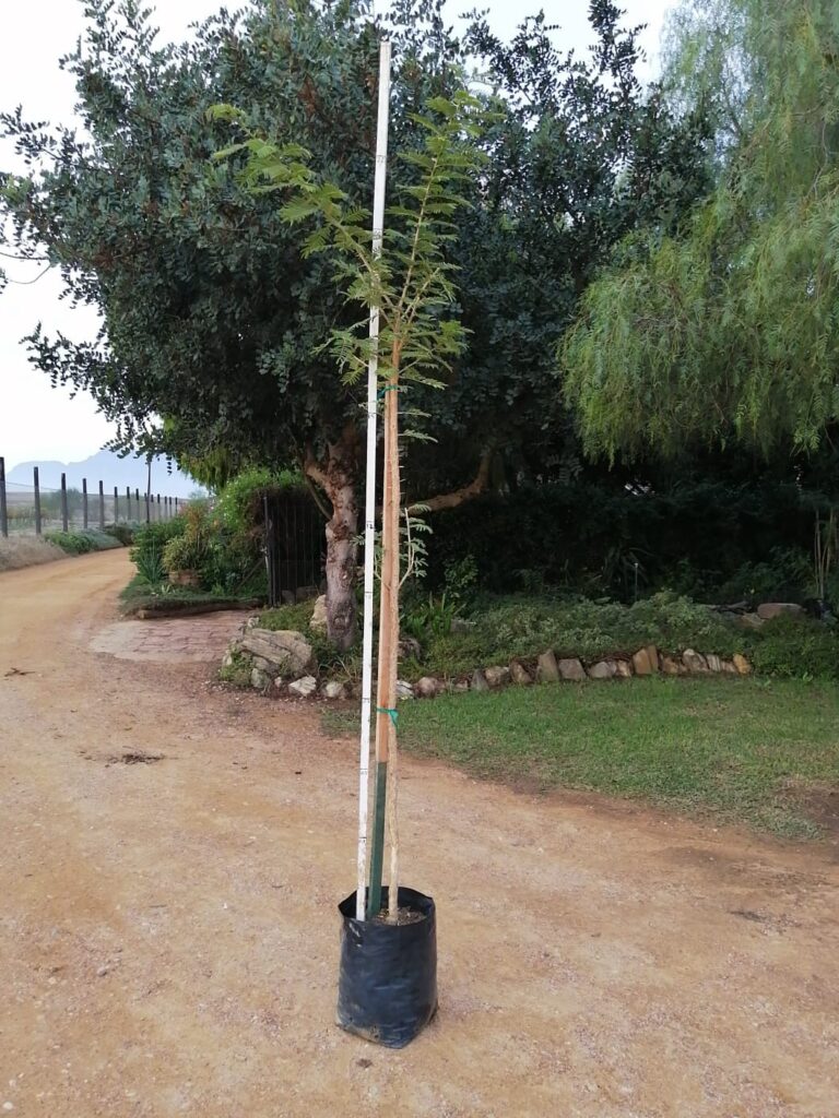 Acacia Sieberiana (Paperbark) 20lt - ClicknPlant Online Nursery Gauteng