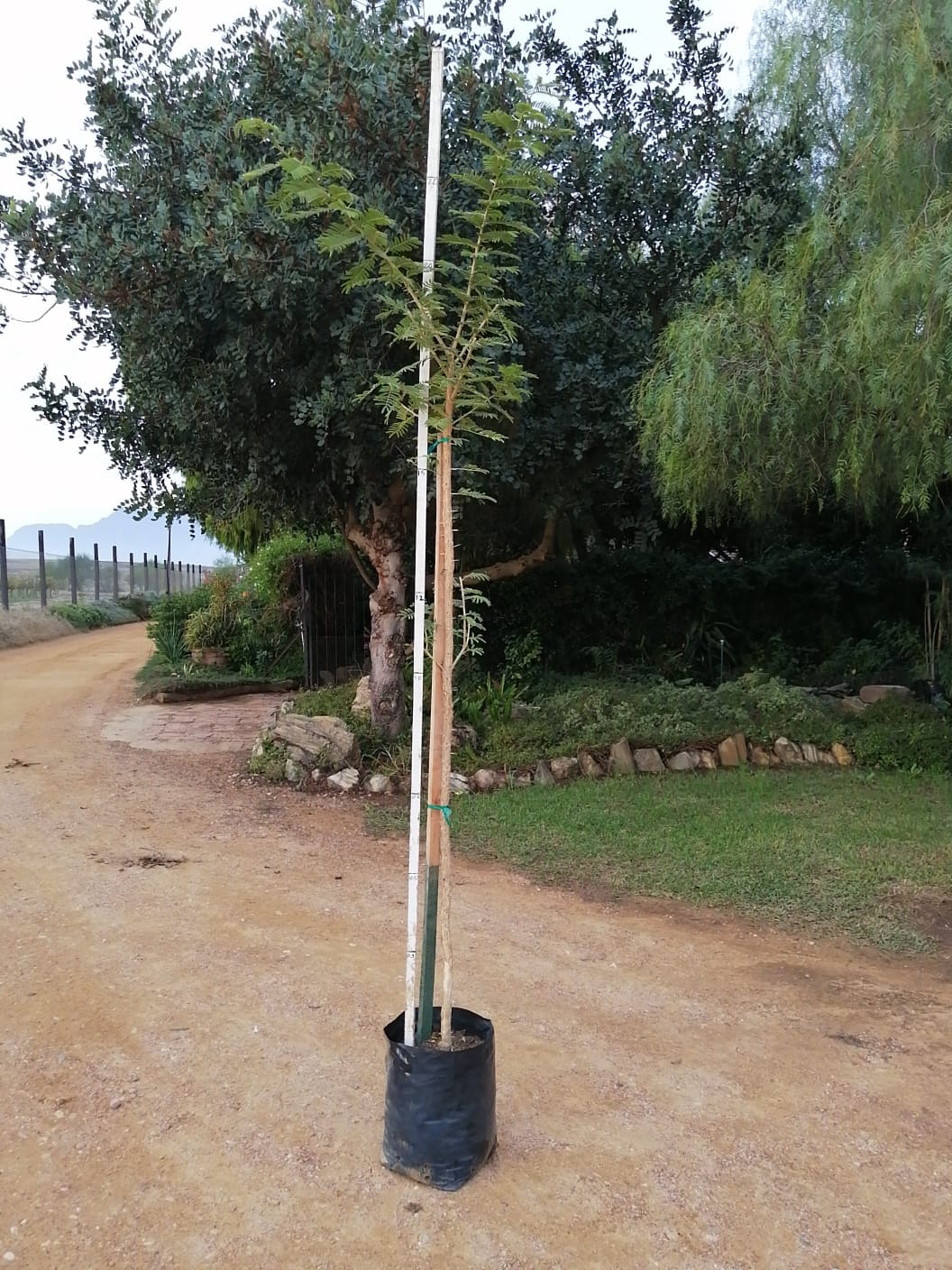 Acacia Sieberiana (Paperbark) 20lt - ClicknPlant Online Nursery Gauteng