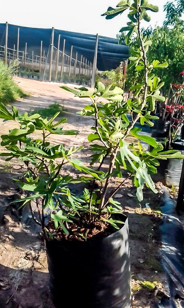 Adams Fig Tree 40lt - ClicknPlant Online Nursery Gauteng