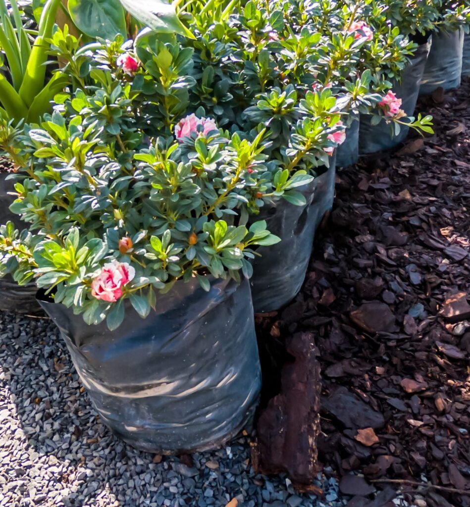 Azalea Dickey 10lt - ClicknPlant Online Nursery Gauteng
