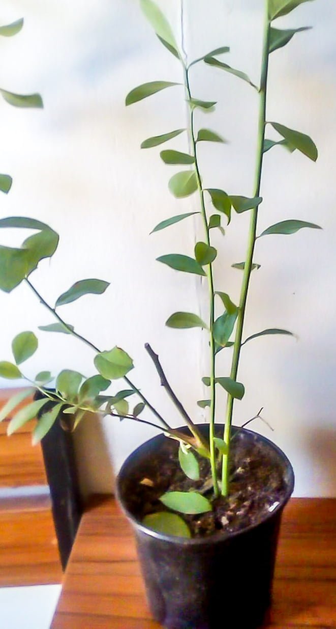 Blueberry Powder Blue 15cm - ClicknPlant Online Nursery Gauteng