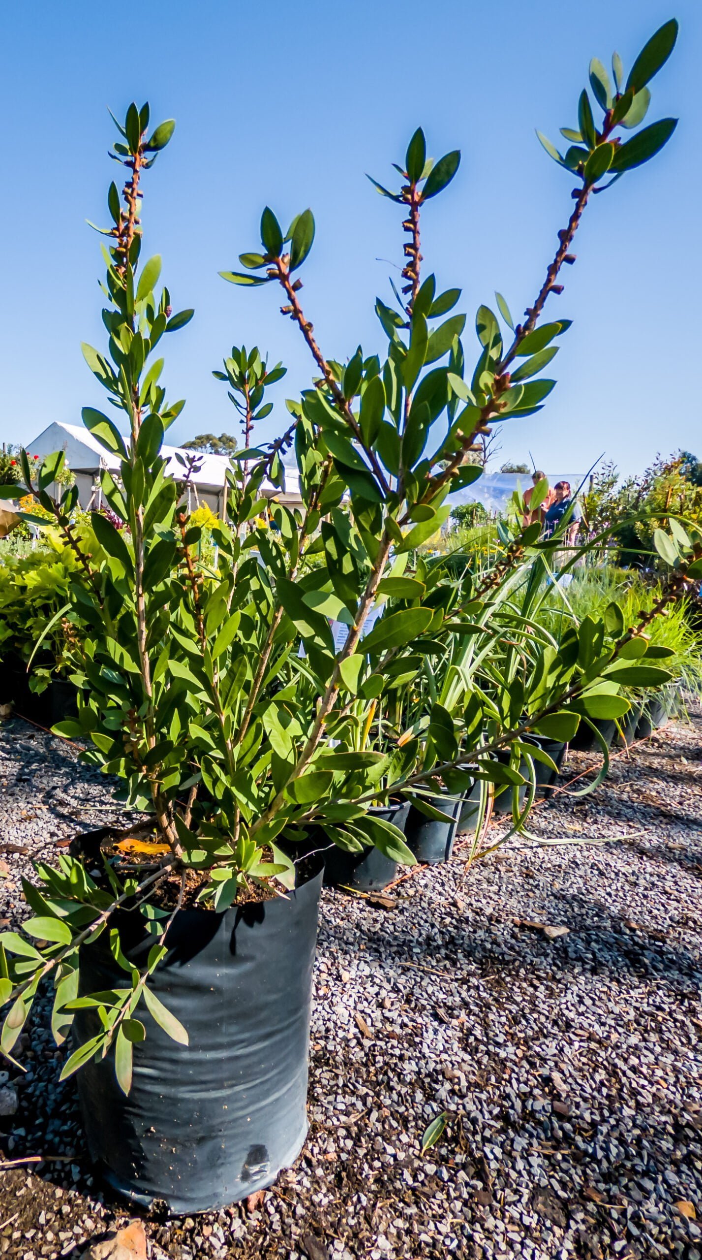 Callistemon Perth Pink 10lt (bottlebrush) - ClicknPlant Online Nursery ...