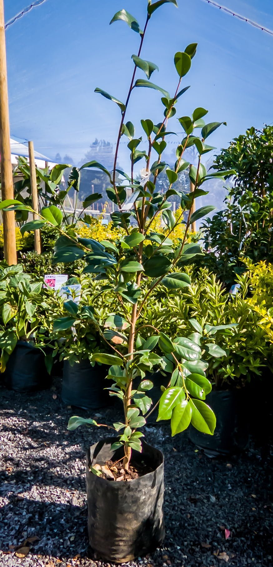 Camellia Double Pink 10lt - ClicknPlant Online Nursery Gauteng