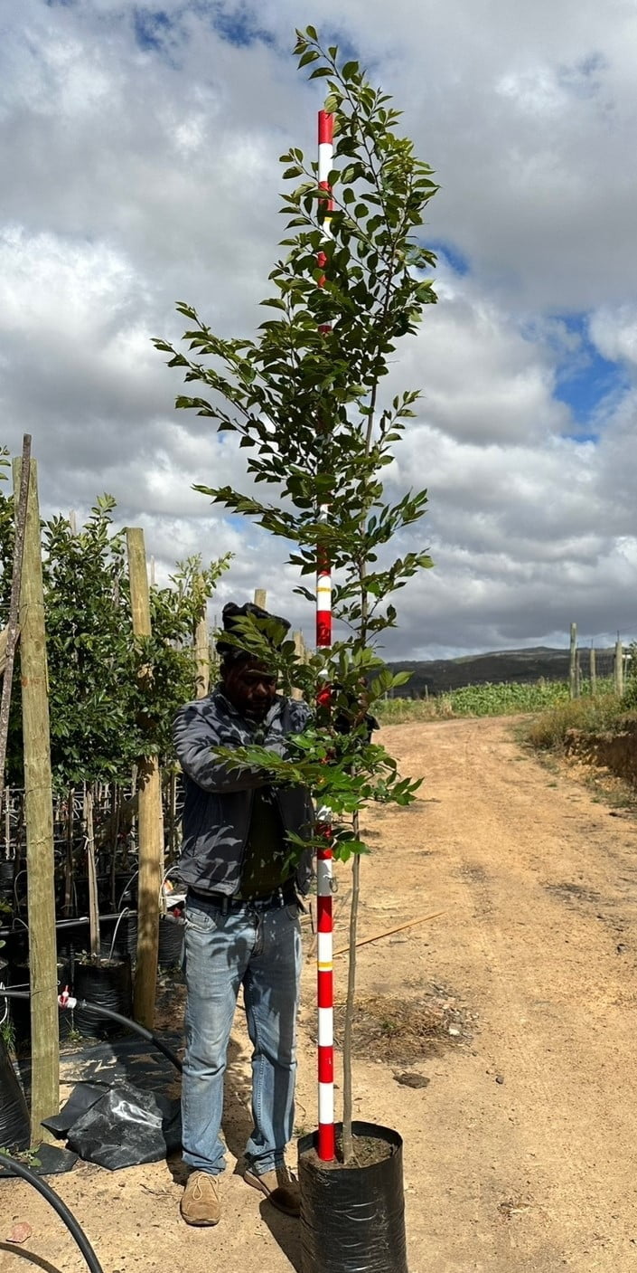 Celtis Sinensis 20lt (Chinese Hackberry) - ClicknPlant Online Nursery ...