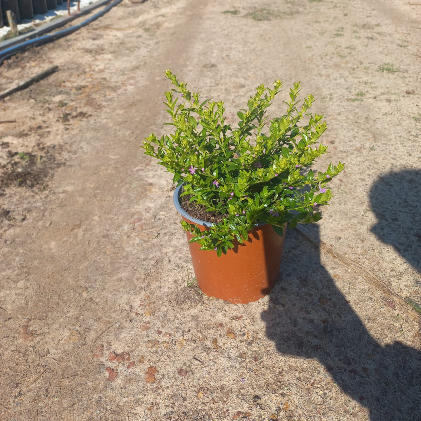 Cuphea Mexicana Pink 17cm Pot - ClicknPlant Online Nursery Gauteng