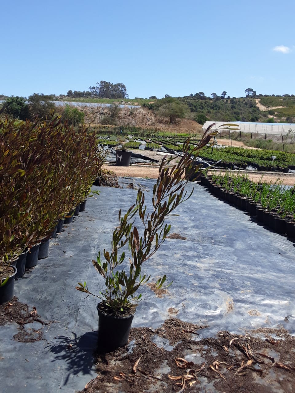 Dodonaea Viscosa Purpurea 17cm - ClicknPlant Online Nursery Gauteng