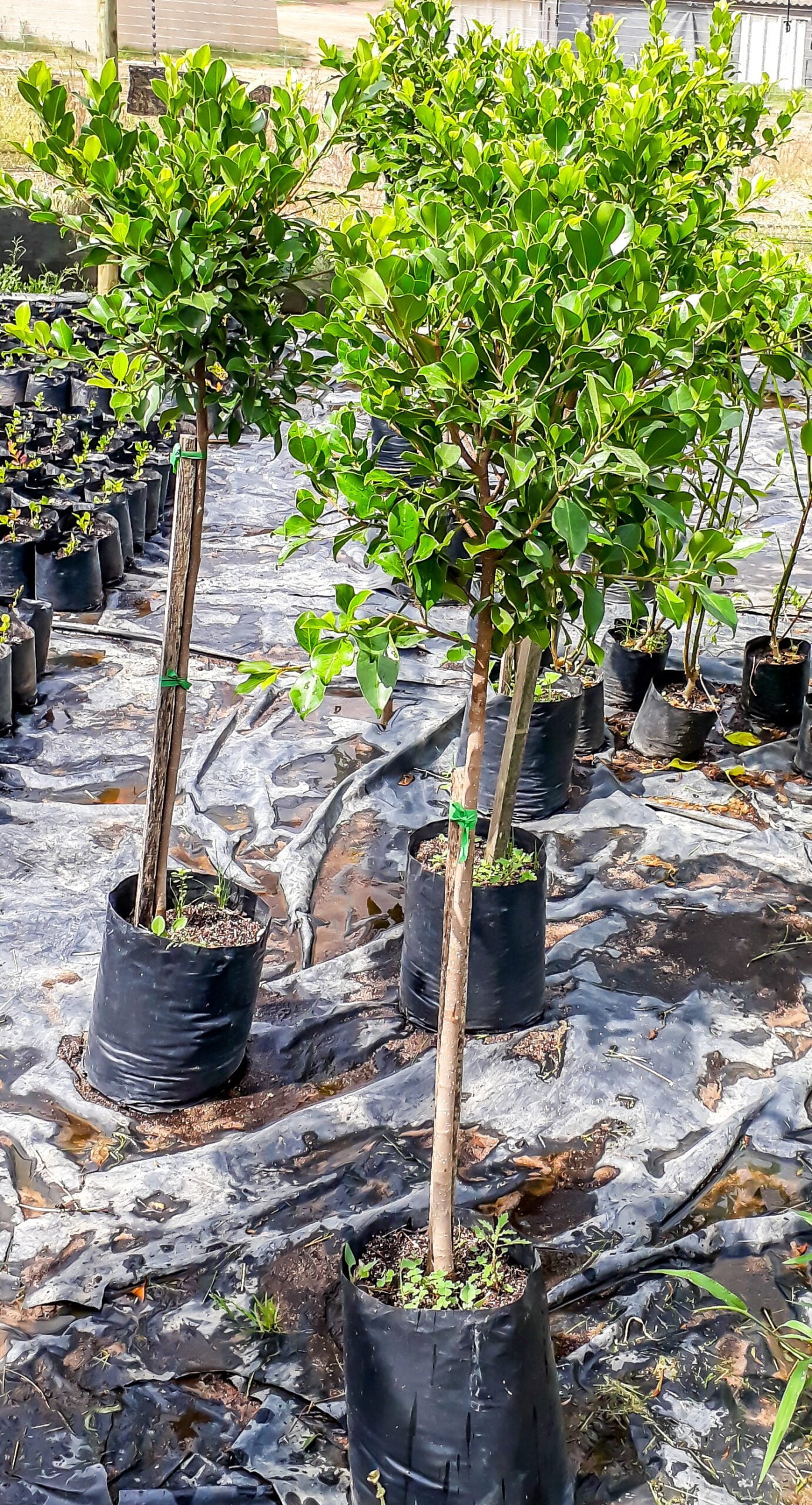 Ficus Nitida 10lt - ClicknPlant Online Nursery Gauteng