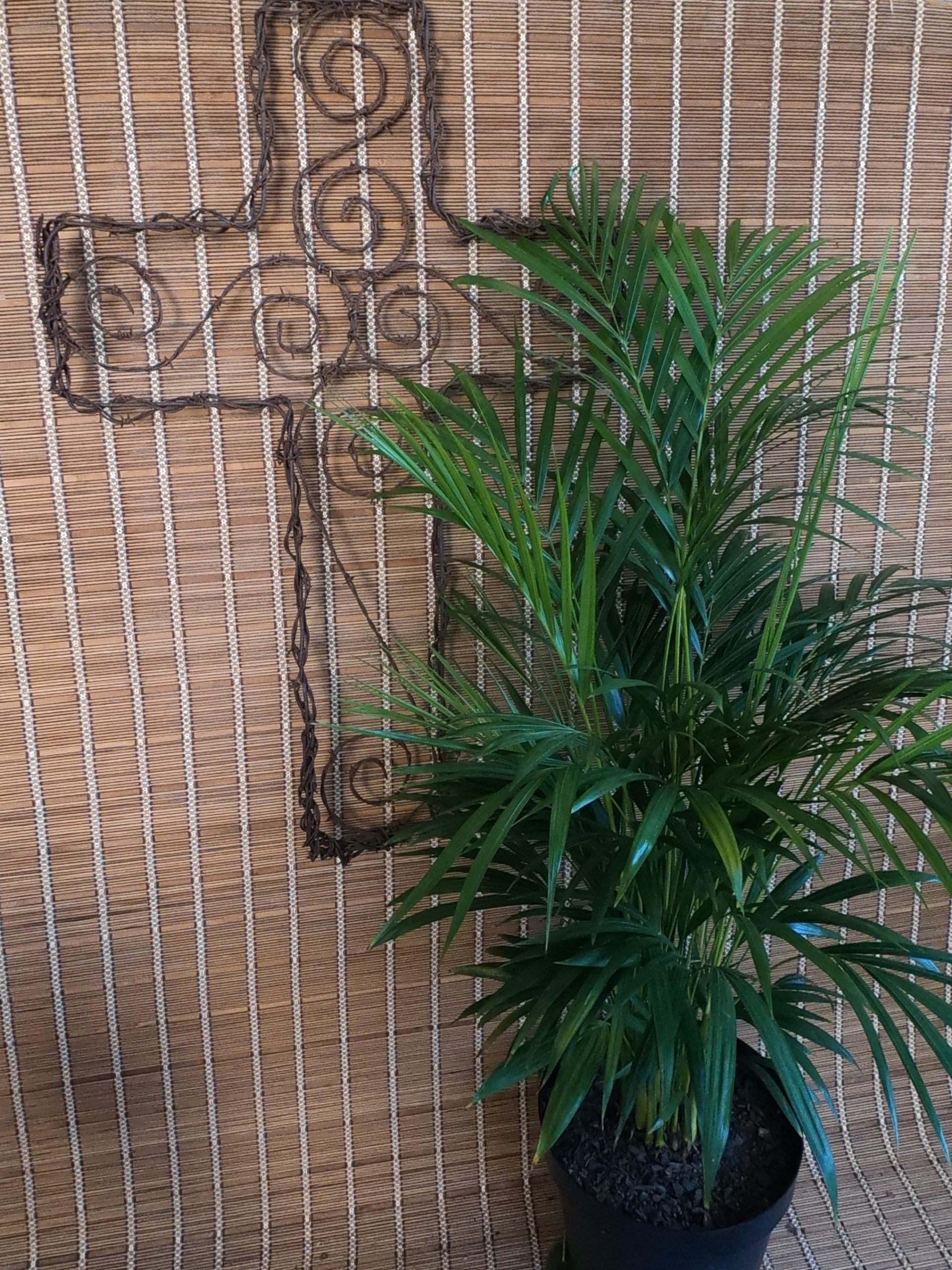 Areca Palm 30cm Pot (Bamboo Palm) - ClicknPlant Online Nursery Gauteng