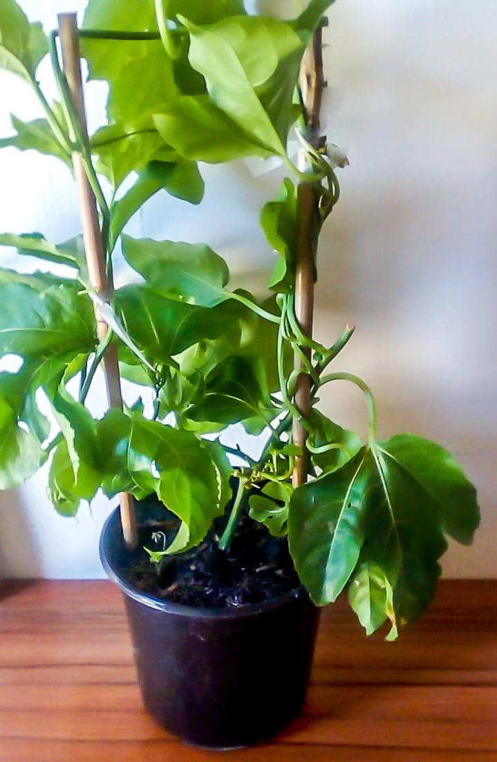 Granadilla 15cm Pot - ClicknPlant Online Nursery Gauteng