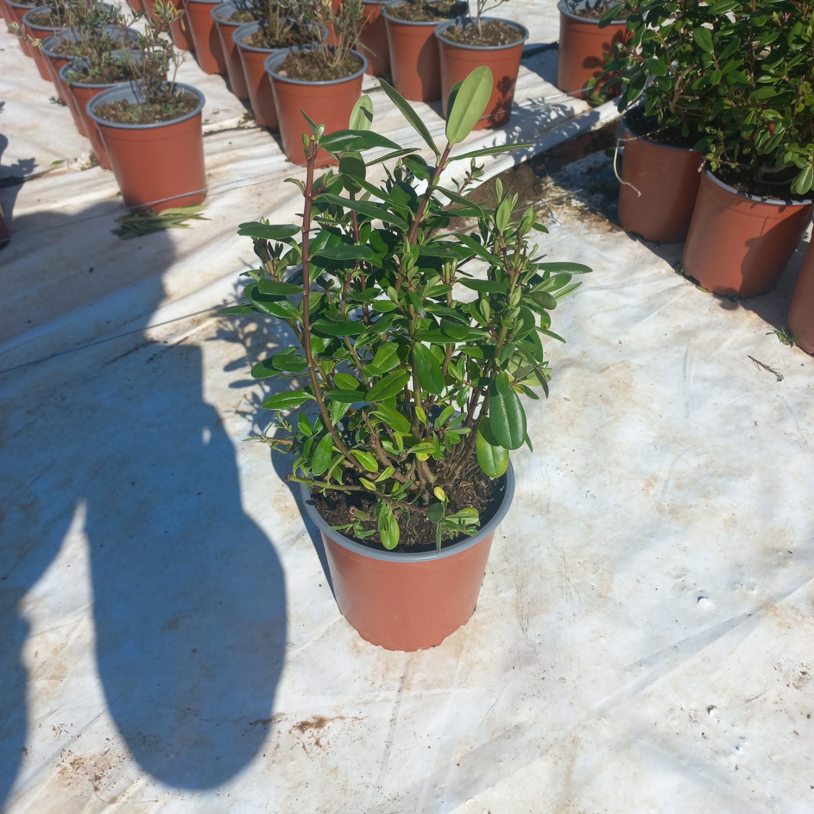 Hebe Speciosa Blue Gem 17cm Pot - ClicknPlant Online Nursery Gauteng