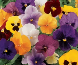 Pansy Assorted 6 pack - ClicknPlant Online Nursery Gauteng