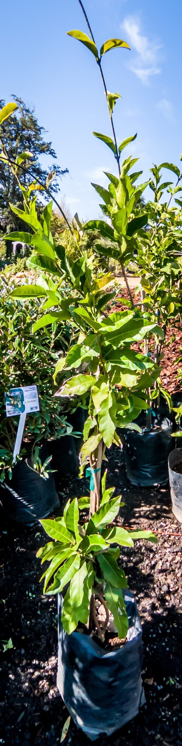 Petrea Volubilis 10lt - ClicknPlant Online Nursery Gauteng