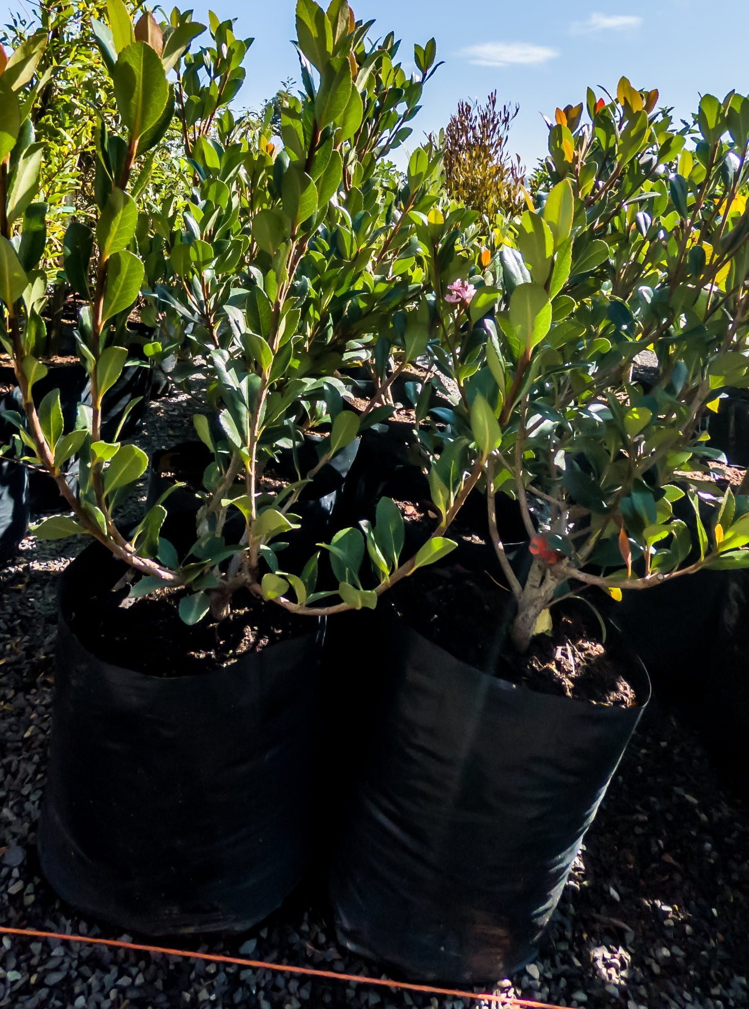 Rhaphiolepis x. Delacouril Alba 10lt - ClicknPlant Online Nursery Gauteng