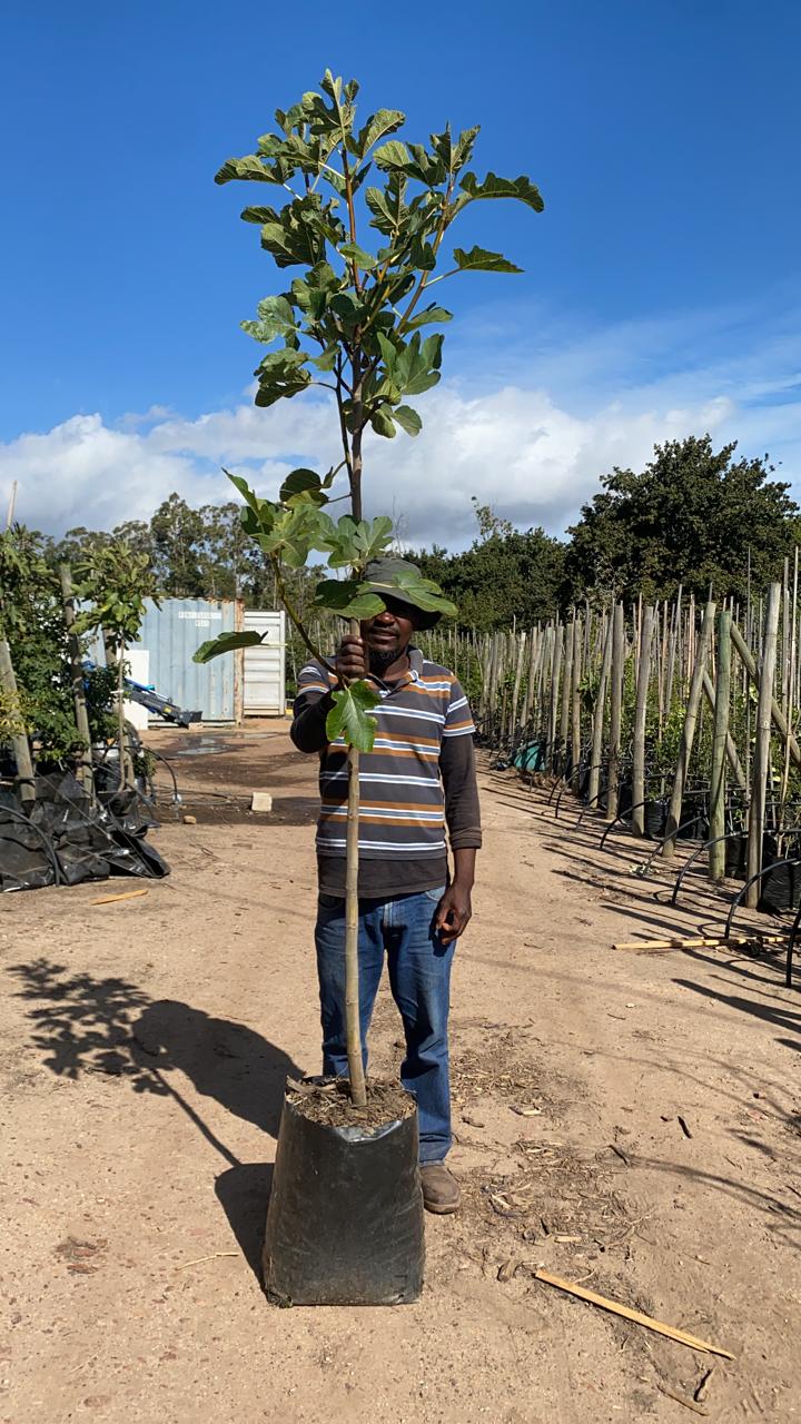 Tiger Fig Tree 40lt - ClicknPlant Online Nursery Gauteng