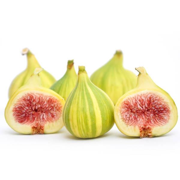 Tiger Fig Tree 20lt - ClicknPlant Online Nursery Gauteng