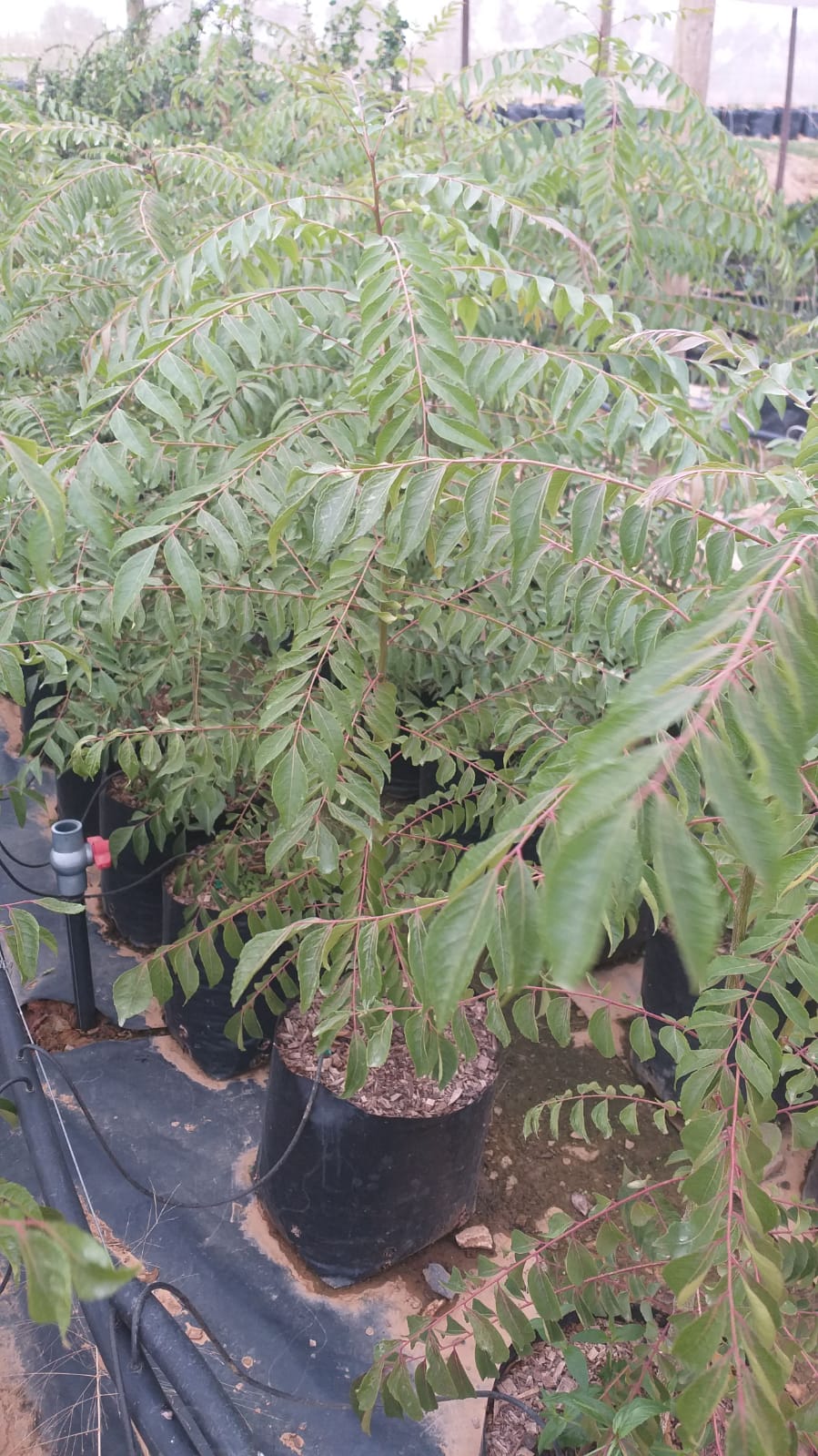 Murraya Koenigii 20lt (Curry Leaf Tree) - ClicknPlant Online Nursery ...