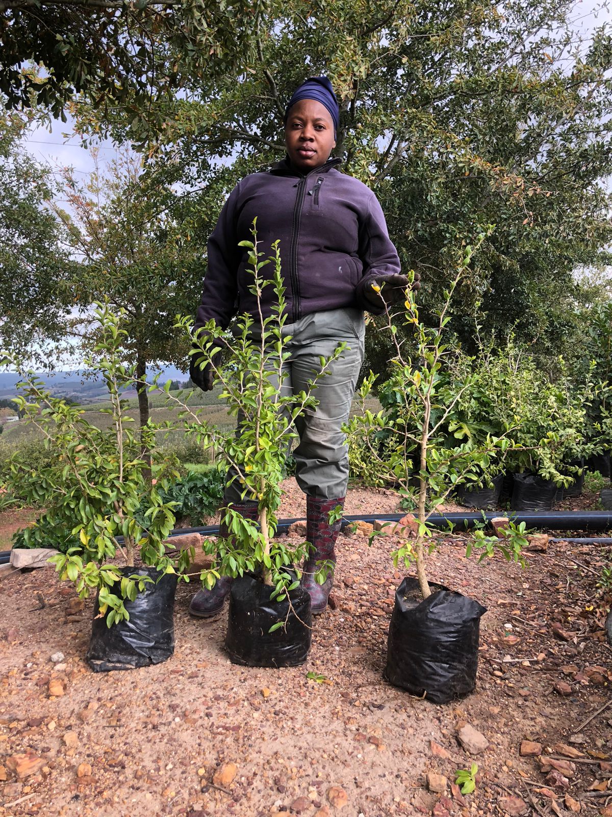 Dovyalis Caffra (Kei Apple) 10lt - ClicknPlant Online Nursery Gauteng