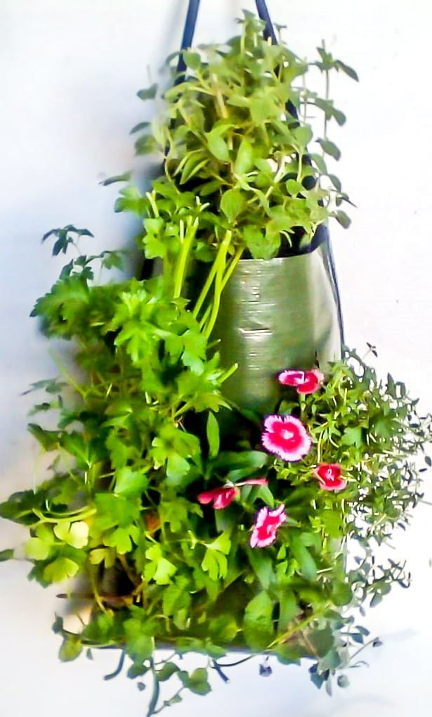 Mobile Garden Herbs - ClicknPlant Online Nursery Gauteng