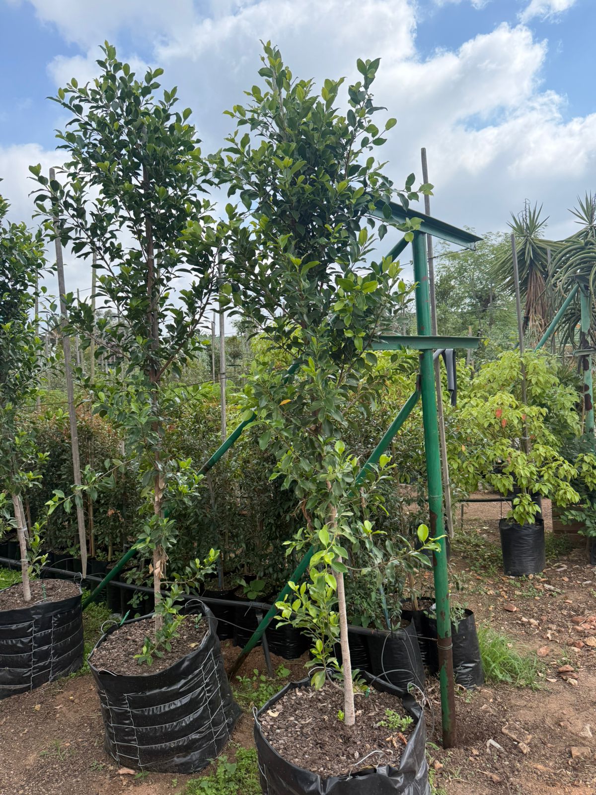 Ficus Microcarpa 100lt - ClicknPlant Online Nursery Gauteng